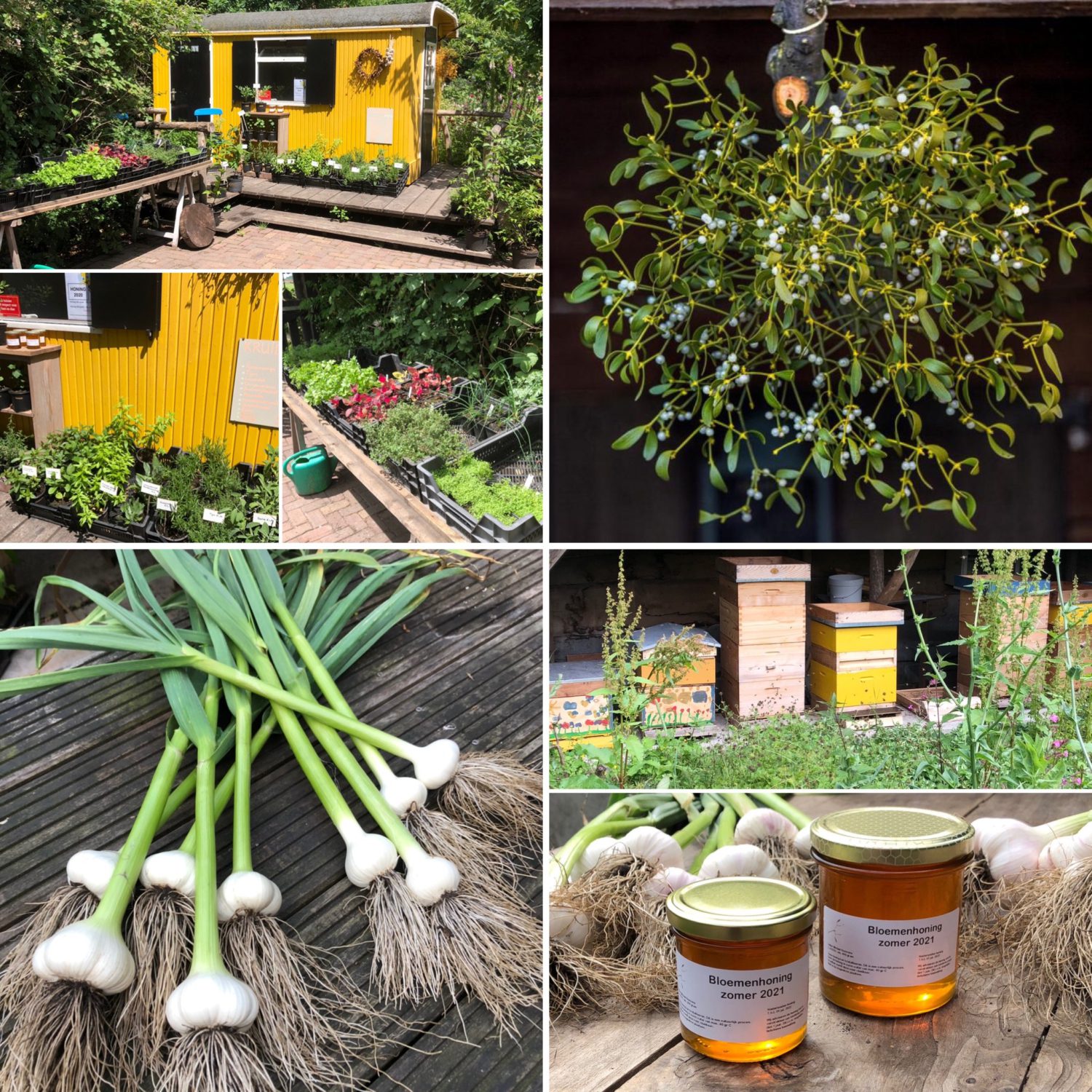 Maretakkenkwekerij - Erfgoed Moergestel